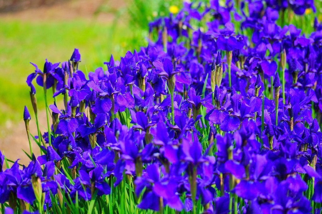 お散歩スナップ撮影、初夏にかけての花々。｜528