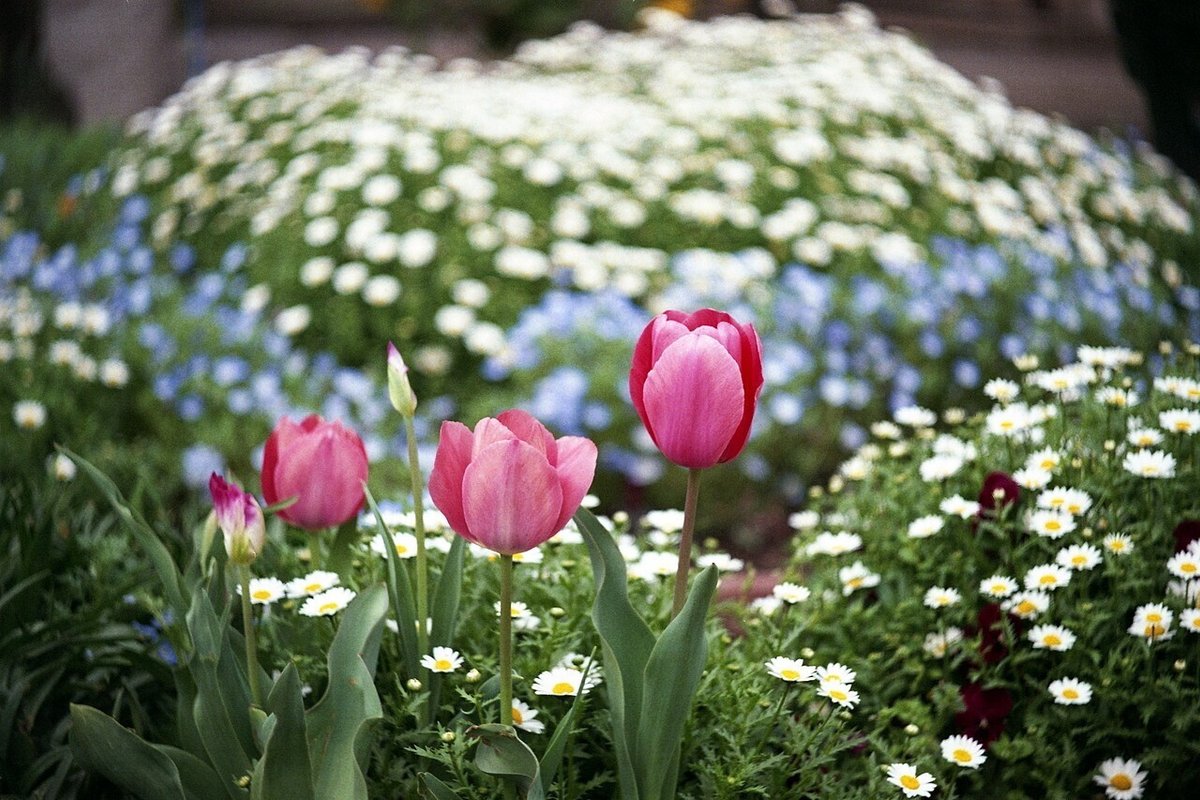 レンジファインダー機で中望遠(3)｜robert_oku