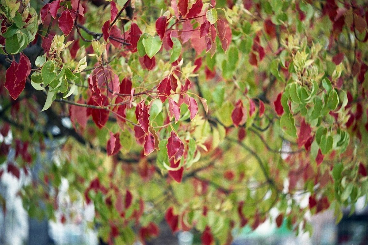 レンジファインダー機で中望遠(3)｜robert_oku