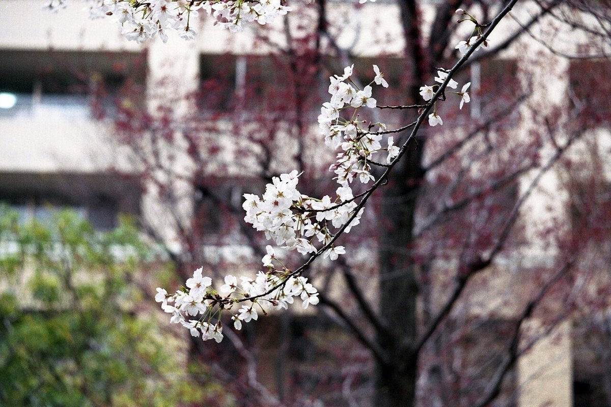 レンジファインダー機で中望遠(3)｜robert_oku