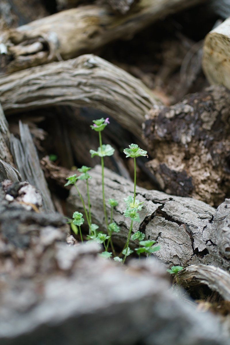 曇りの日が楽しくなるまろやかスナップ｜seina