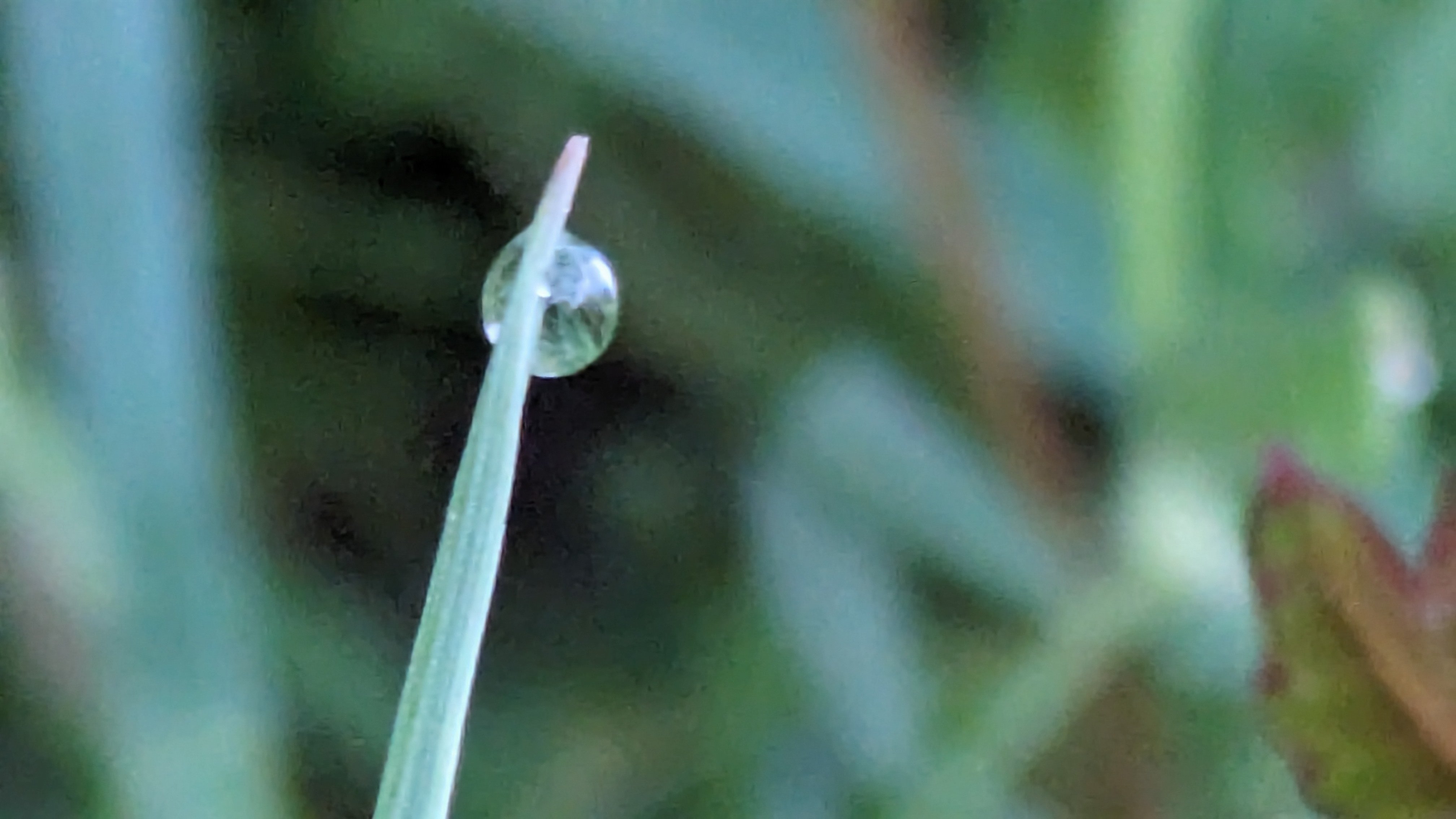 今朝の水滴｜ichiro70