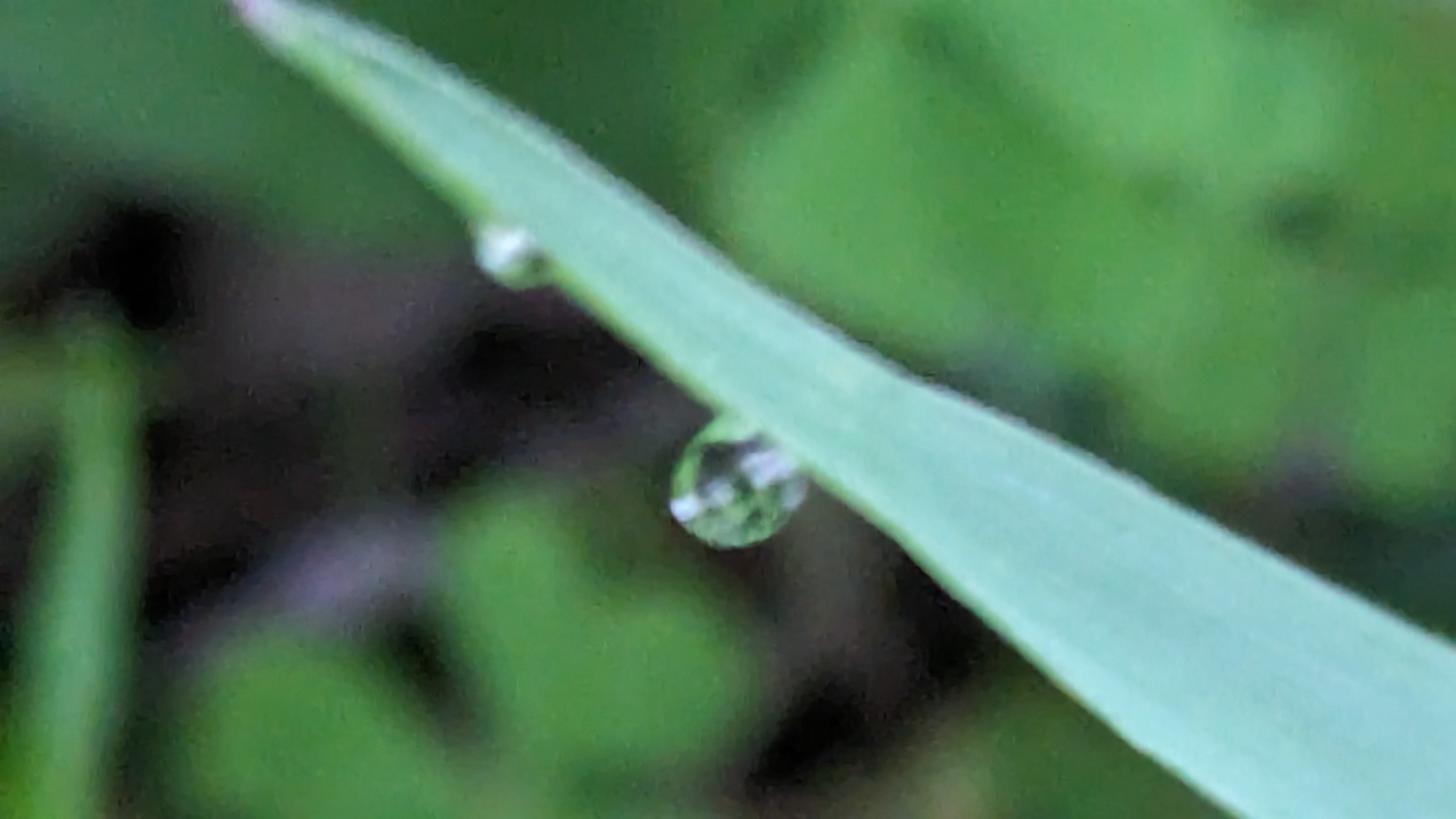 今朝の水滴｜ichiro70