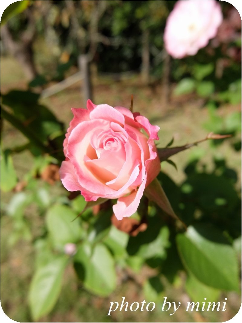 初めまして♪｜mimi fleur