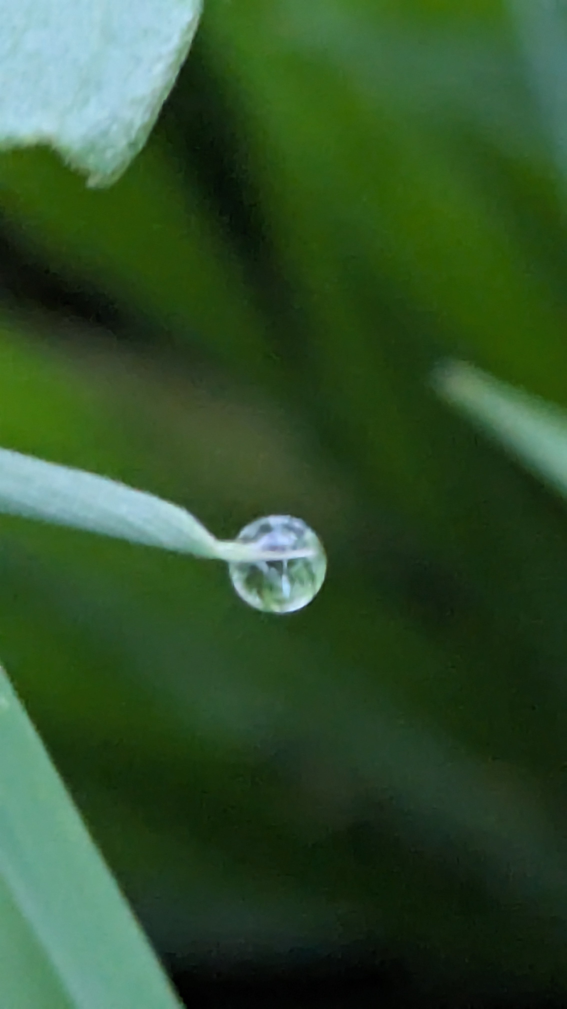 今朝の水滴②｜ichiro70