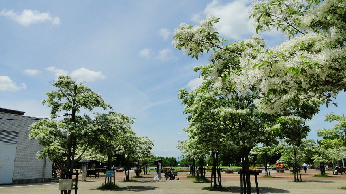 なんじゃもんじゃ(フラワーパーク江南)｜HRSD-note