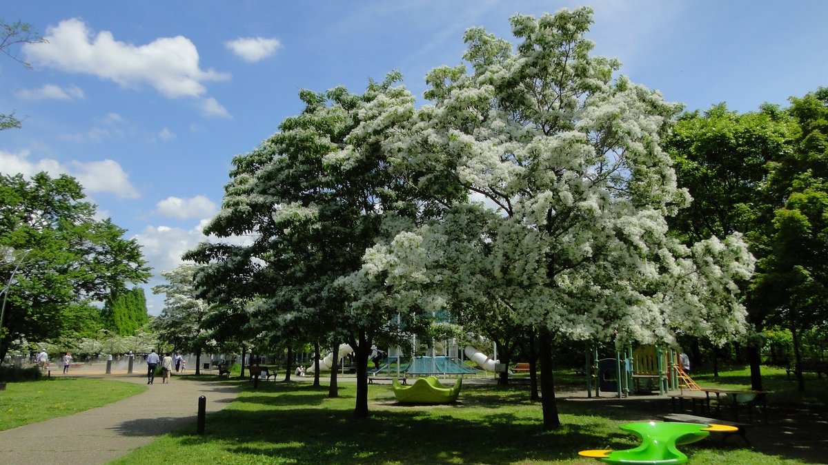 なんじゃもんじゃ(フラワーパーク江南)｜HRSD-note