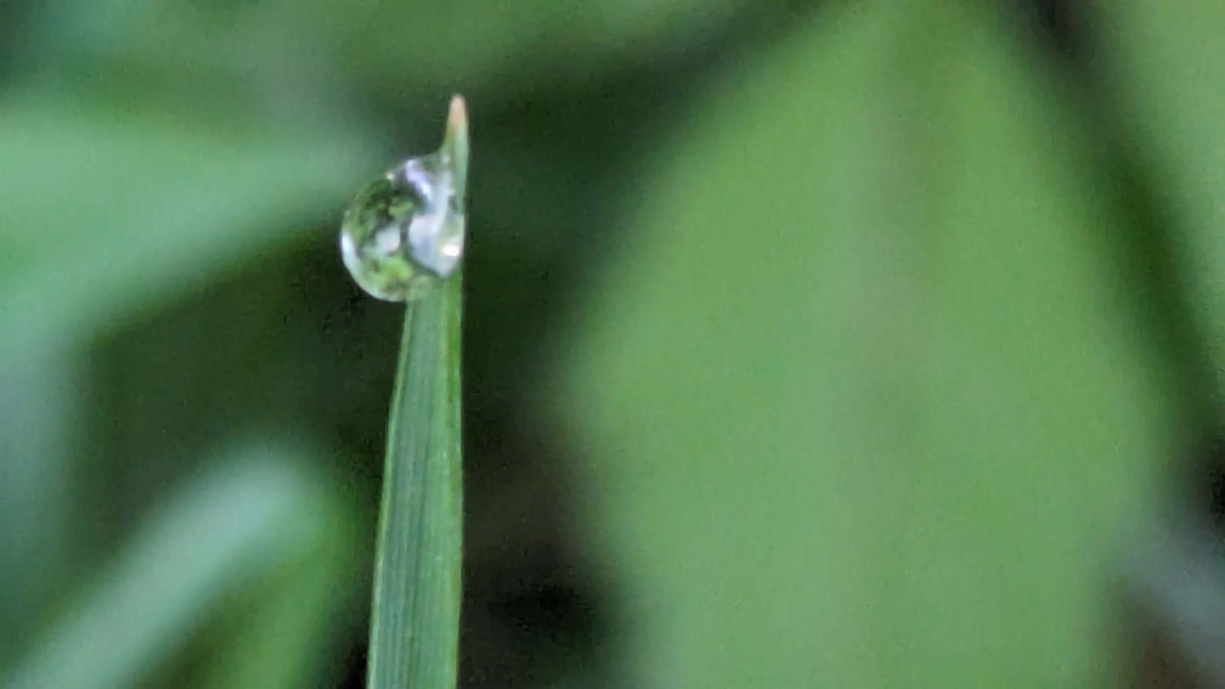 今朝の水滴｜ichiro70