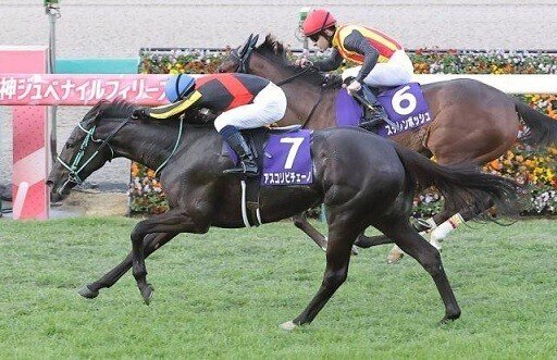 【NHKマイルC（G1）】～予想篇｜Haya