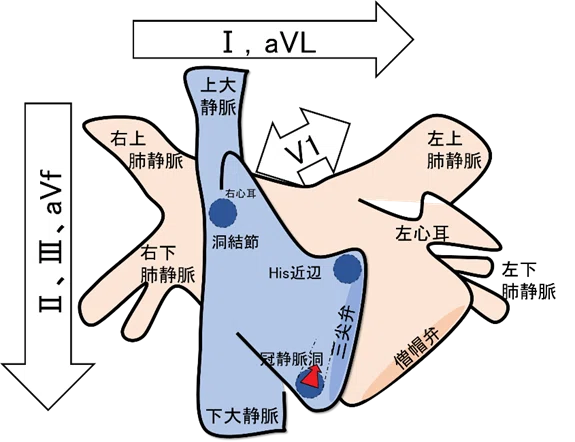Mastering the P-wave to the Fullest｜心電’s 合格塾（藤澤友輝）