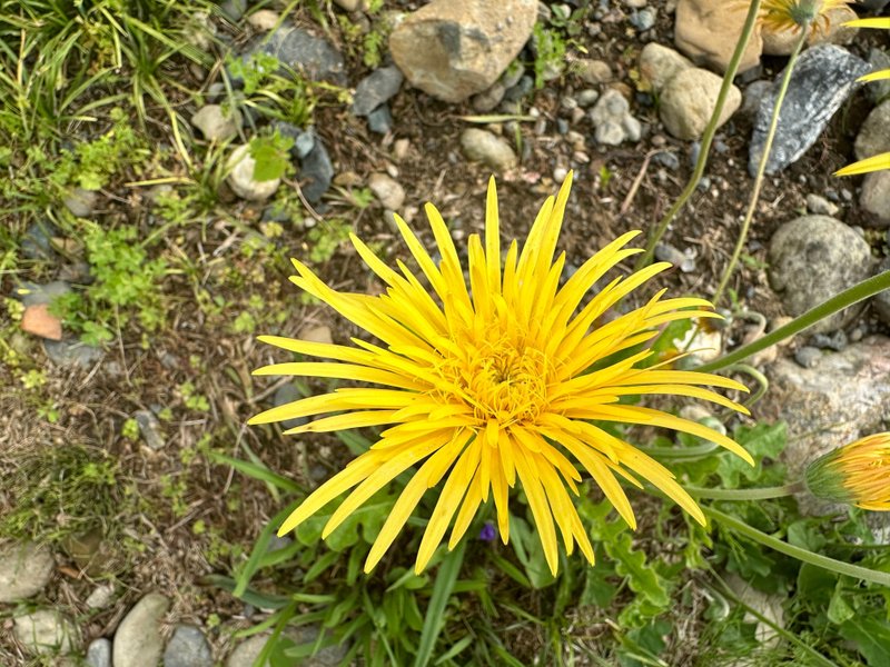 2024/4/29 浜名区で見つけたもの #たんぽぽ #花びらが長いたんぽぽ #交雑｜NicePapa 平野 尚志