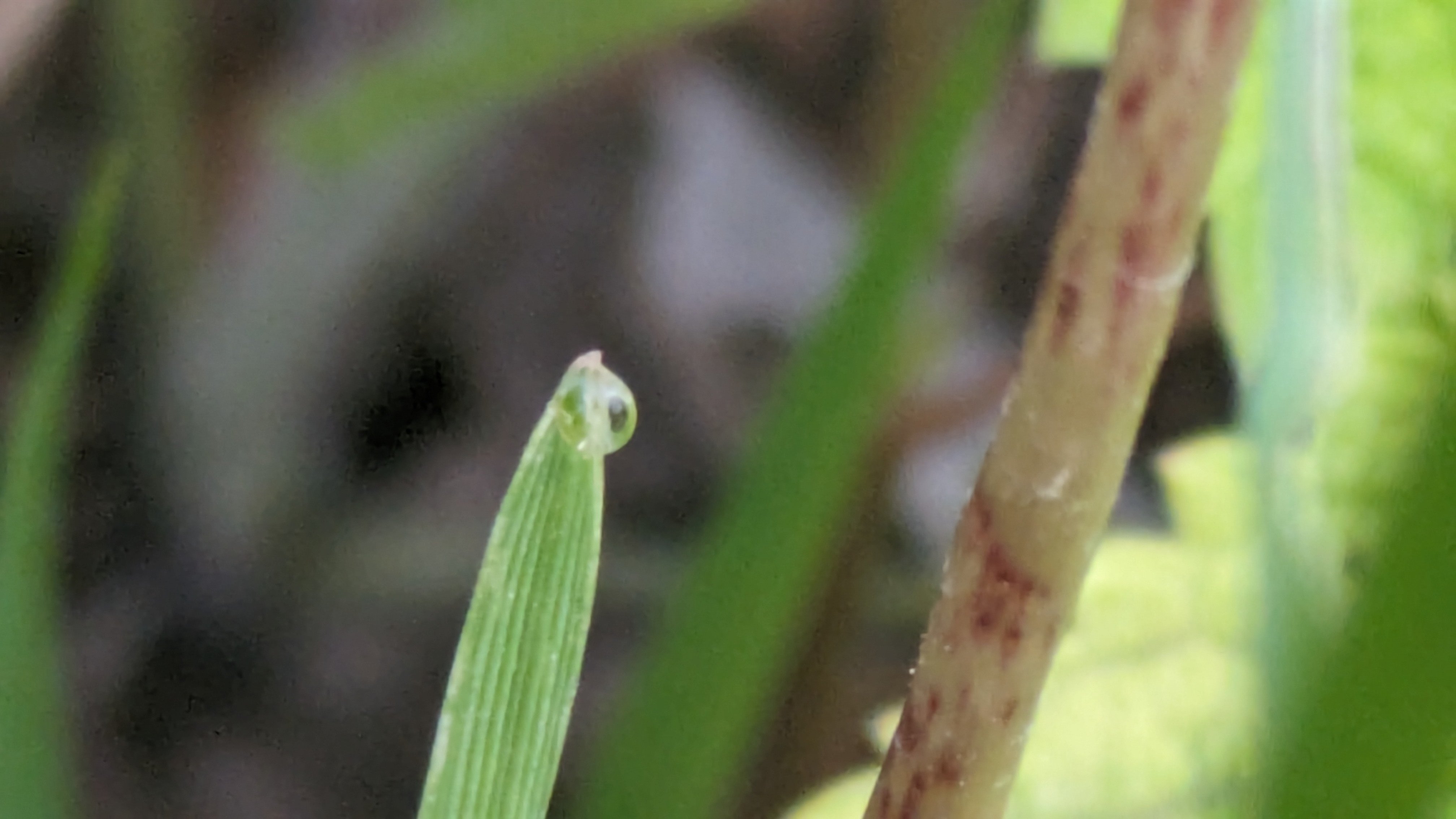 今朝の水滴③｜ichiro70