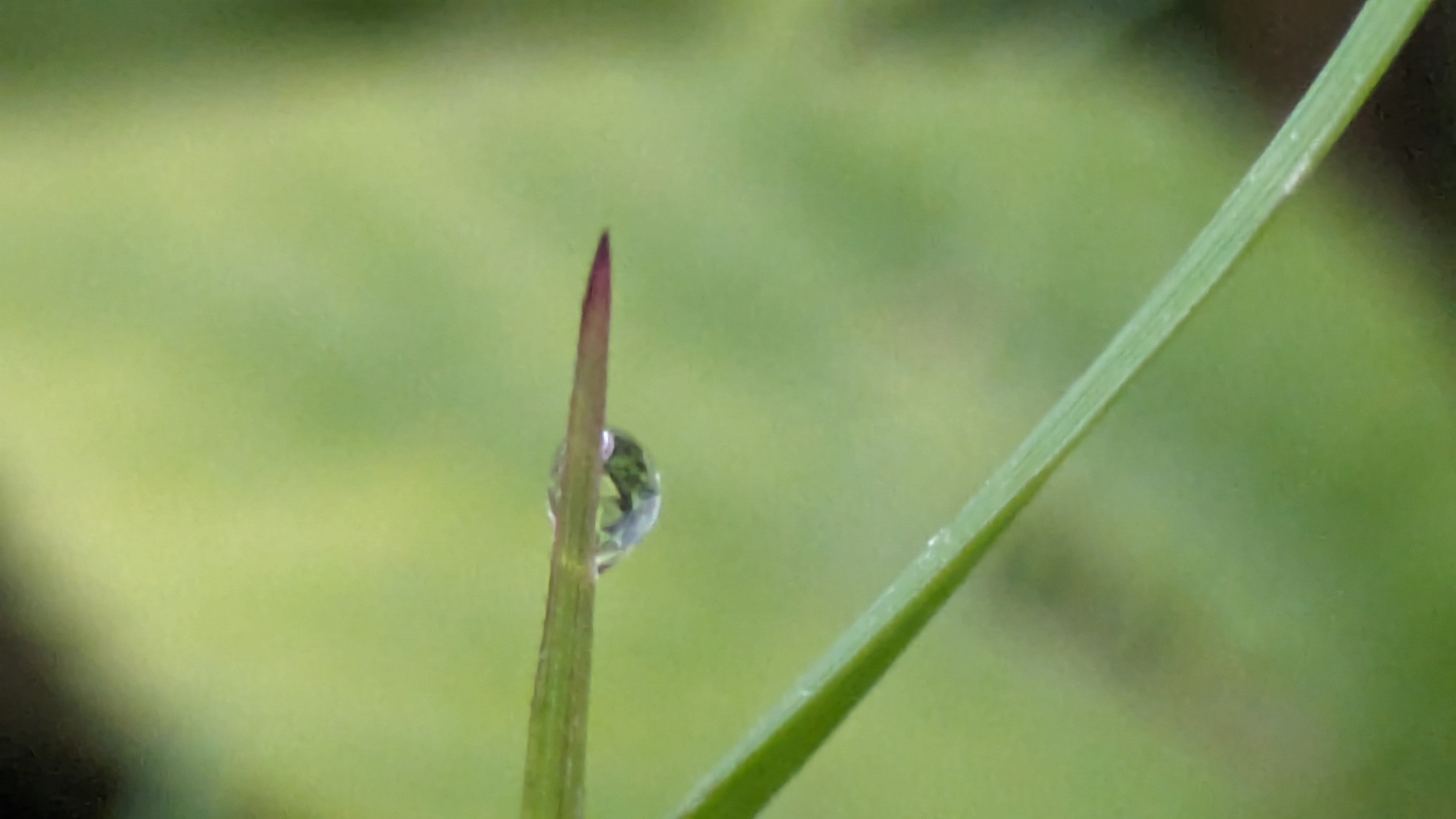 今朝の水滴③｜ichiro70