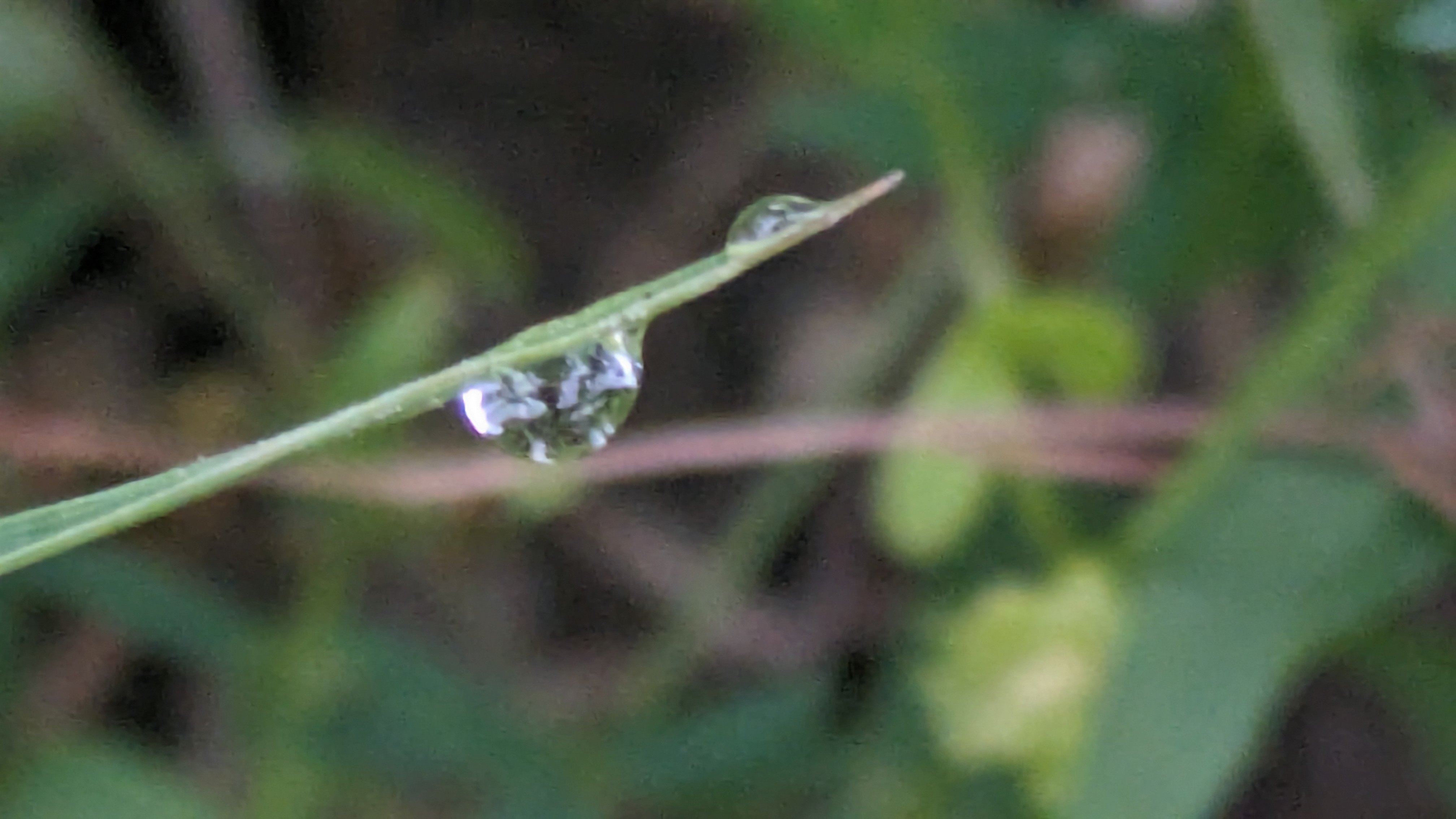 今朝の水滴③｜ichiro70