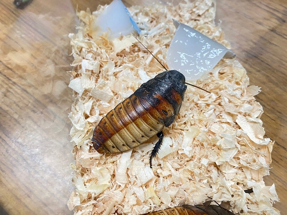 雌雄モザイクのゴキブリ｜竜洋昆虫自然観察公園