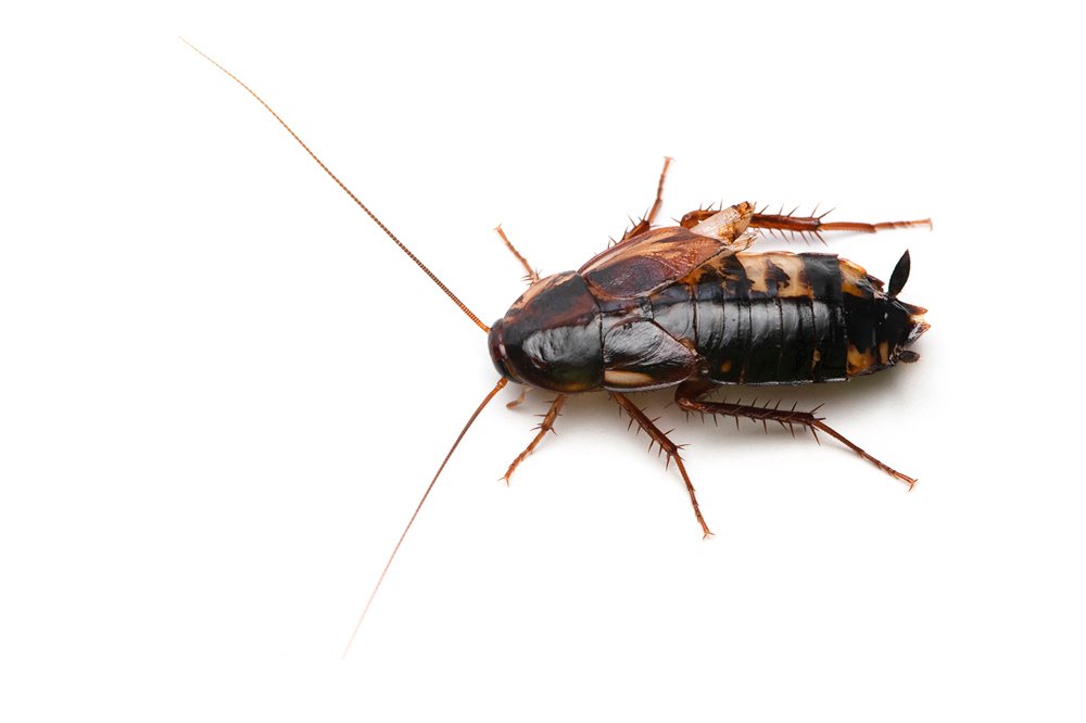 雌雄モザイクのゴキブリ｜竜洋昆虫自然観察公園