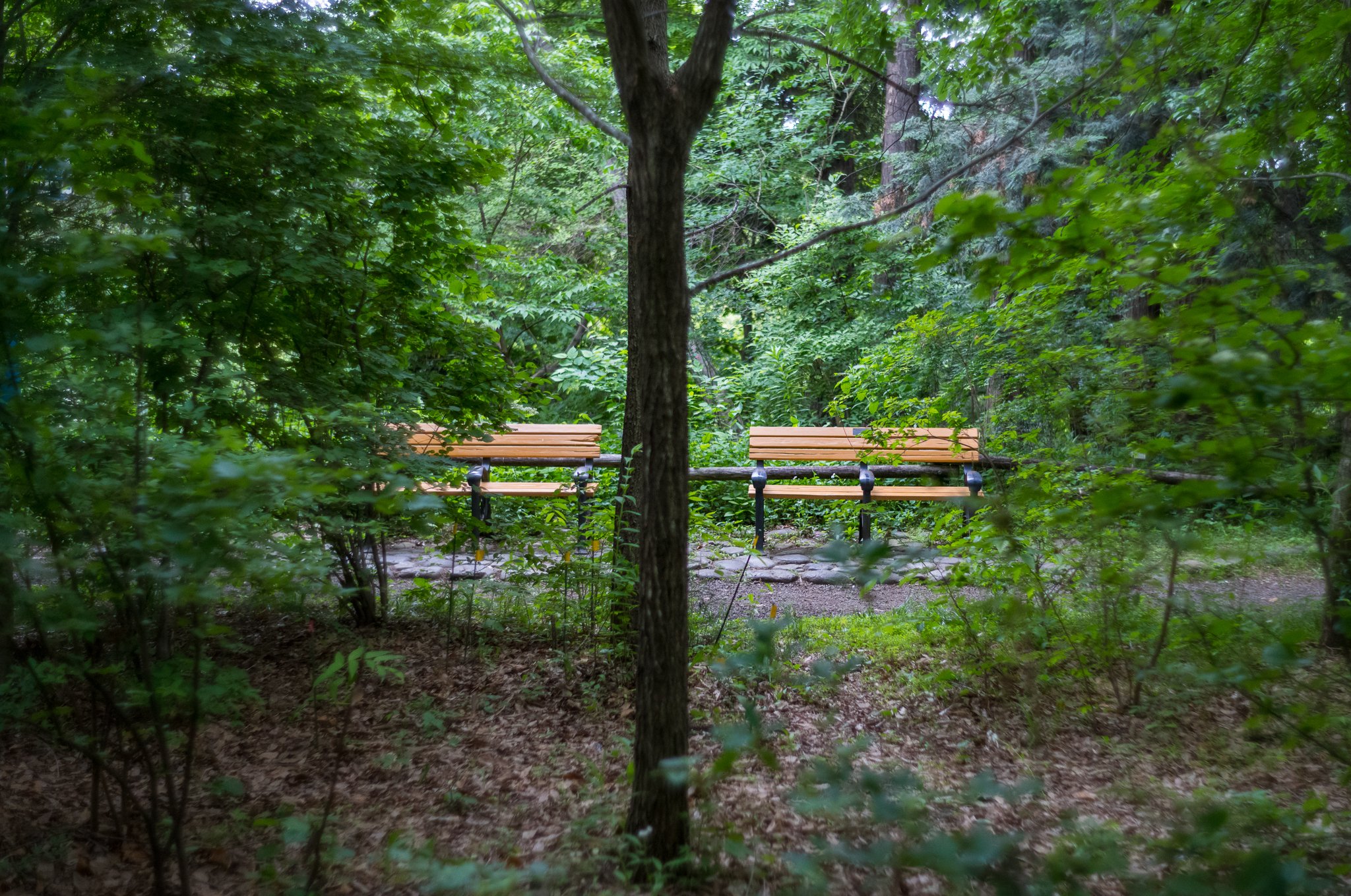 ジブリの森｜helloryuji