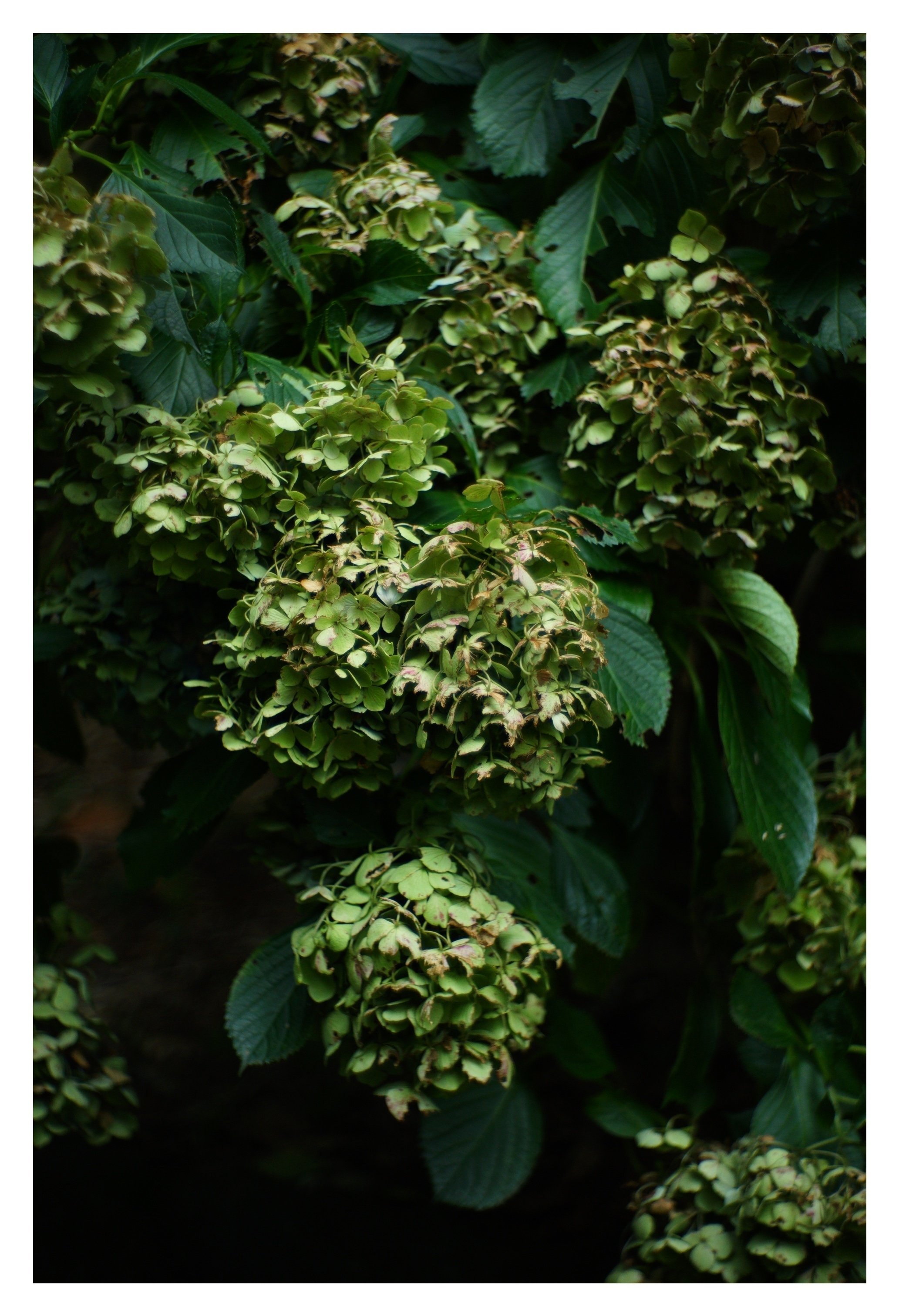 アーカイブ｜shin ikegami