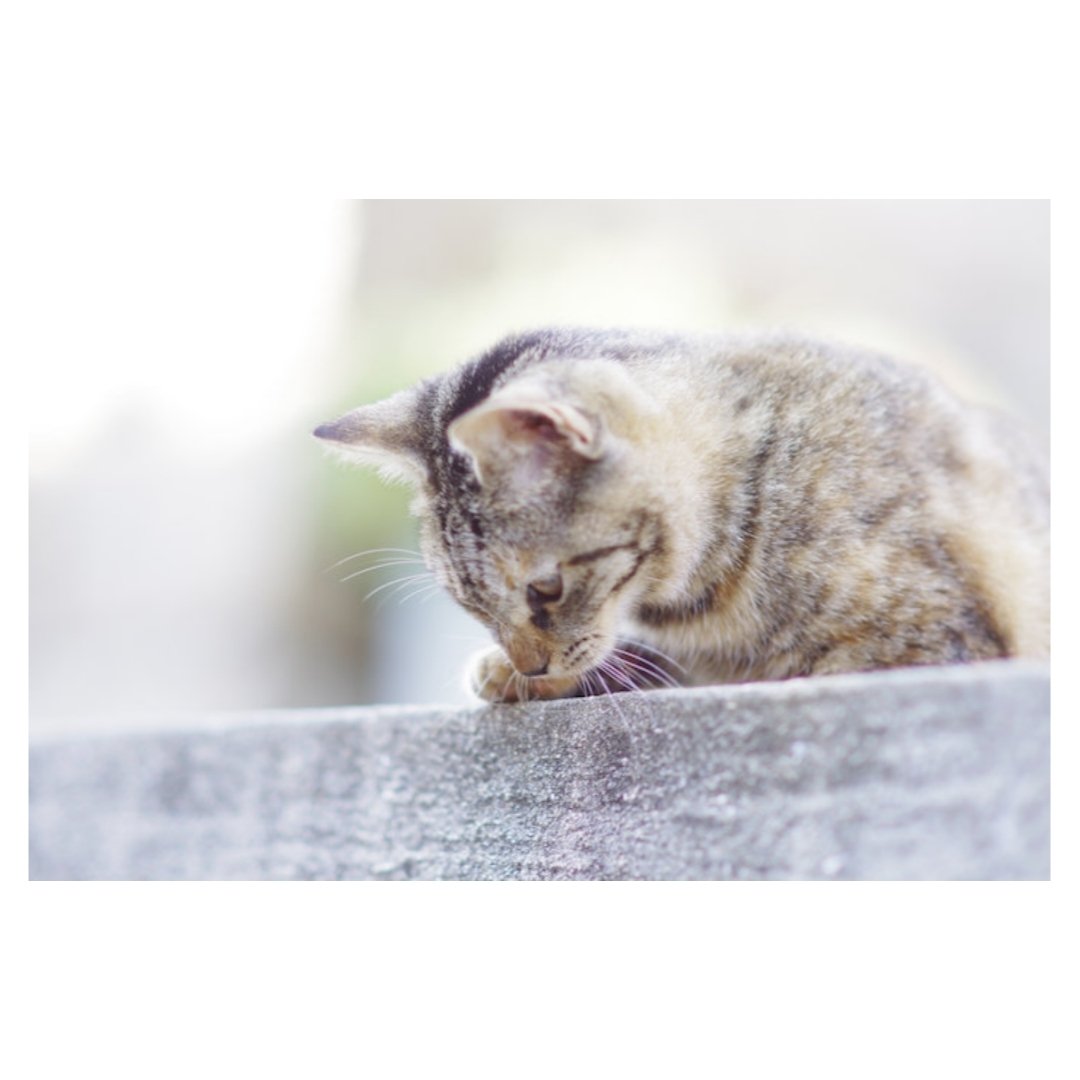 尾道の猫｜空猫寫眞 | Stray cat film