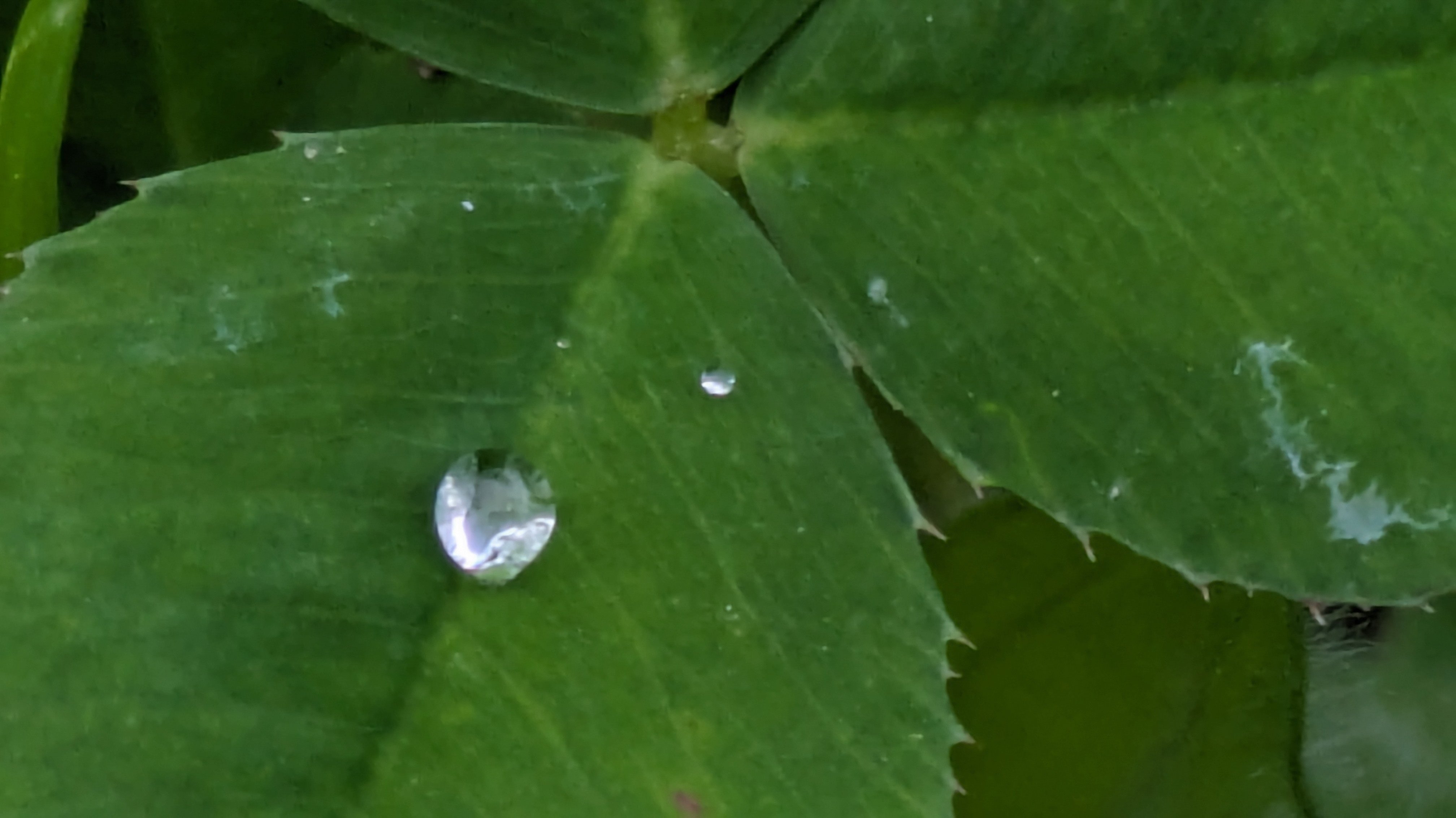 今朝の水滴④｜ichiro70