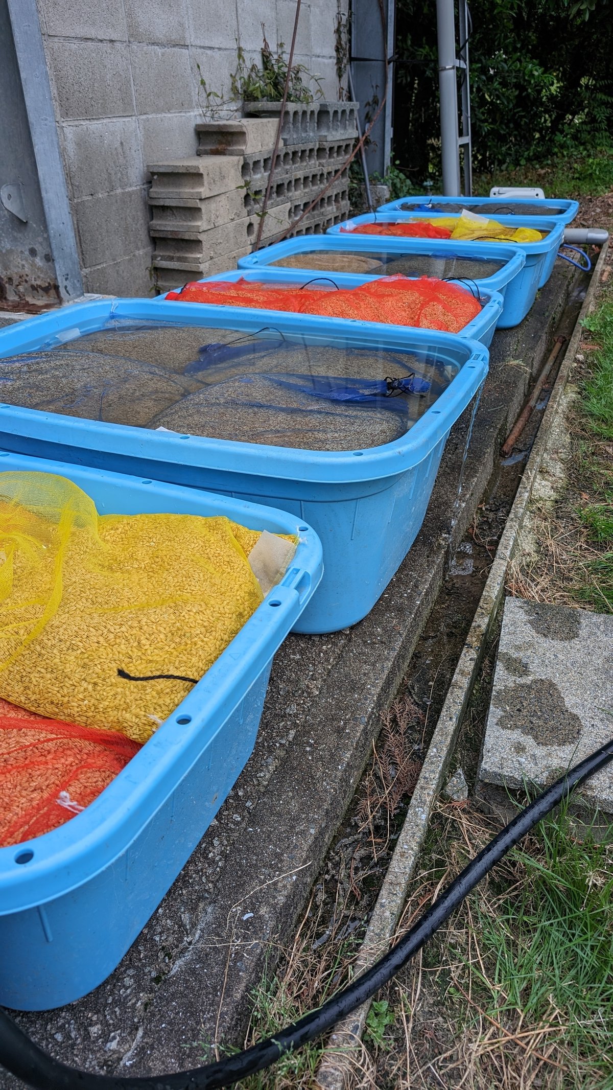 お米づくりの準備。塩水選｜omusubi SAGA