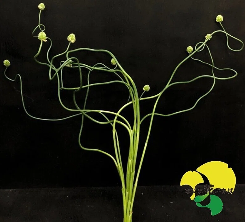 Allium Snake Ball｜植物生活