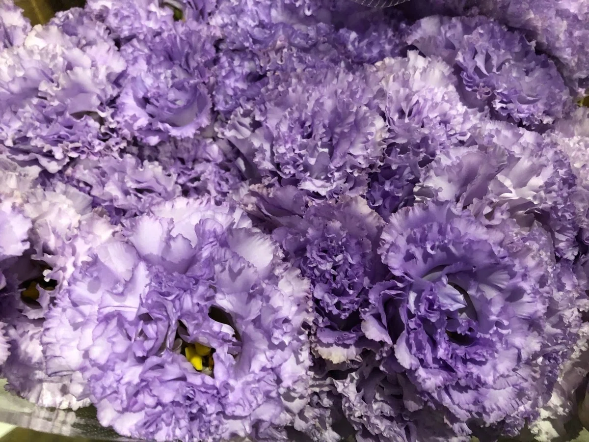 Eustoma Prima Lavender｜植物生活