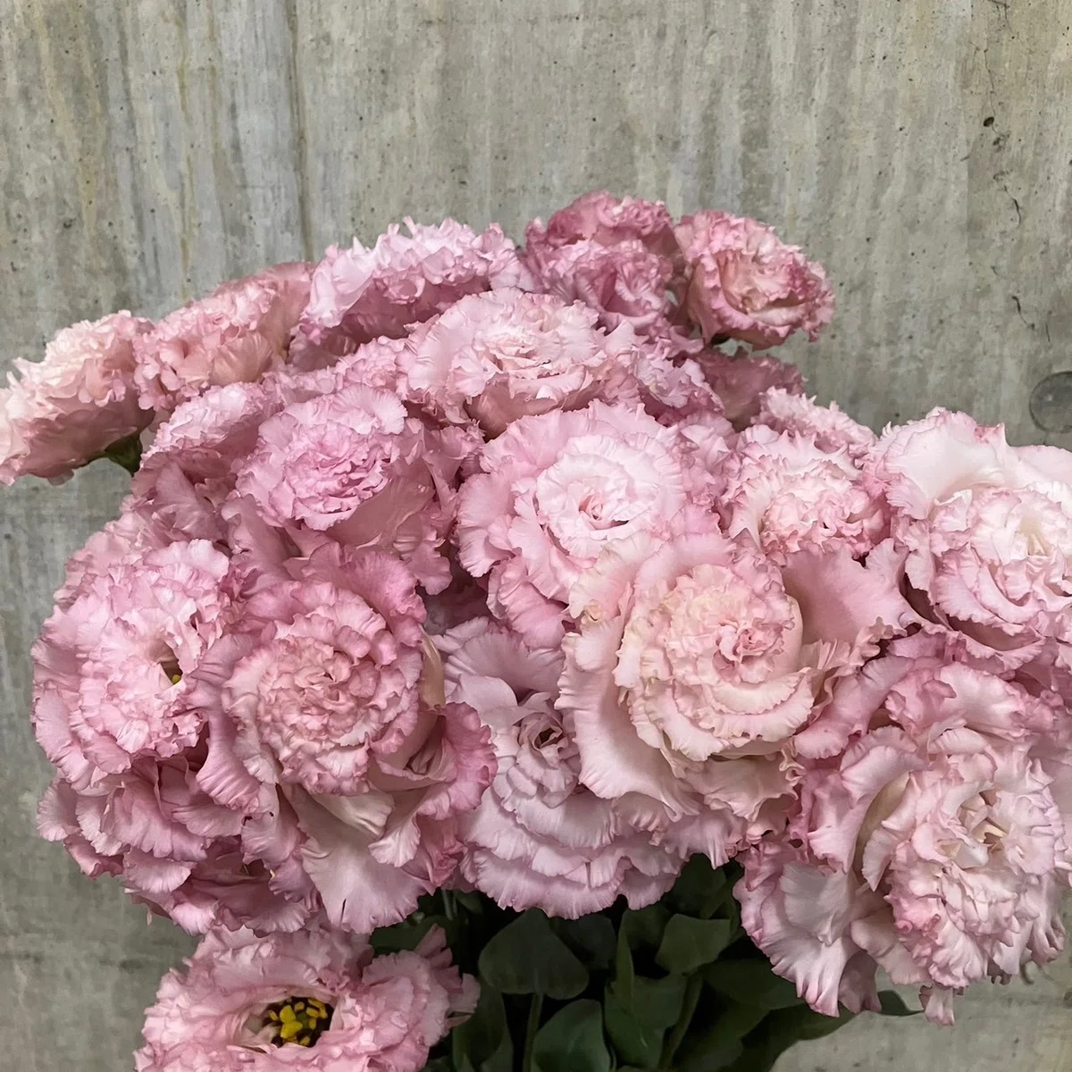 Eustoma Voyage Soft Pink｜植物生活