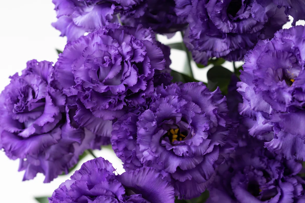 Eustoma NF Relora｜植物生活