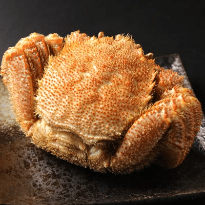 🌟海鮮ガイド🌟 【登別・虎杖浜・白老】｜Noda Taichi