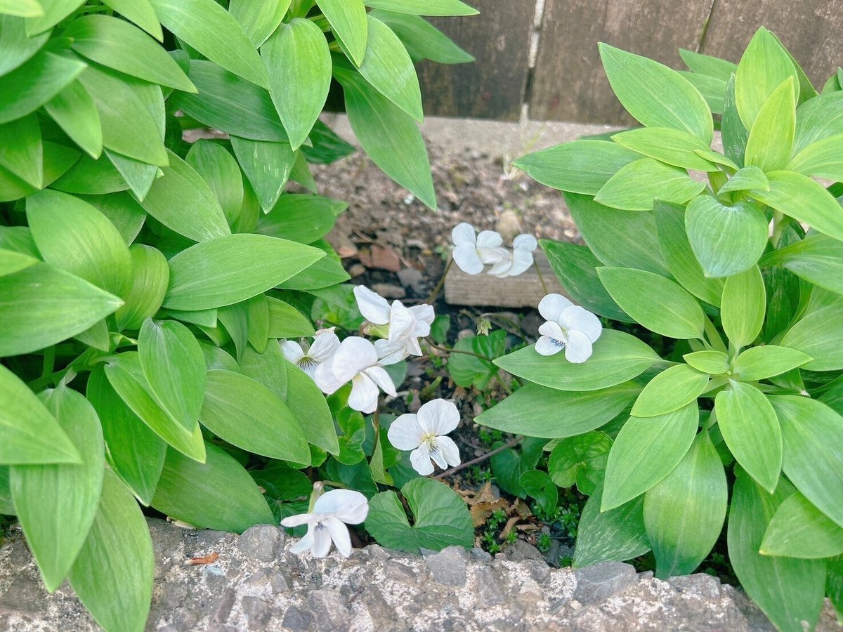 ギフトと循環｜Hara Ikumi