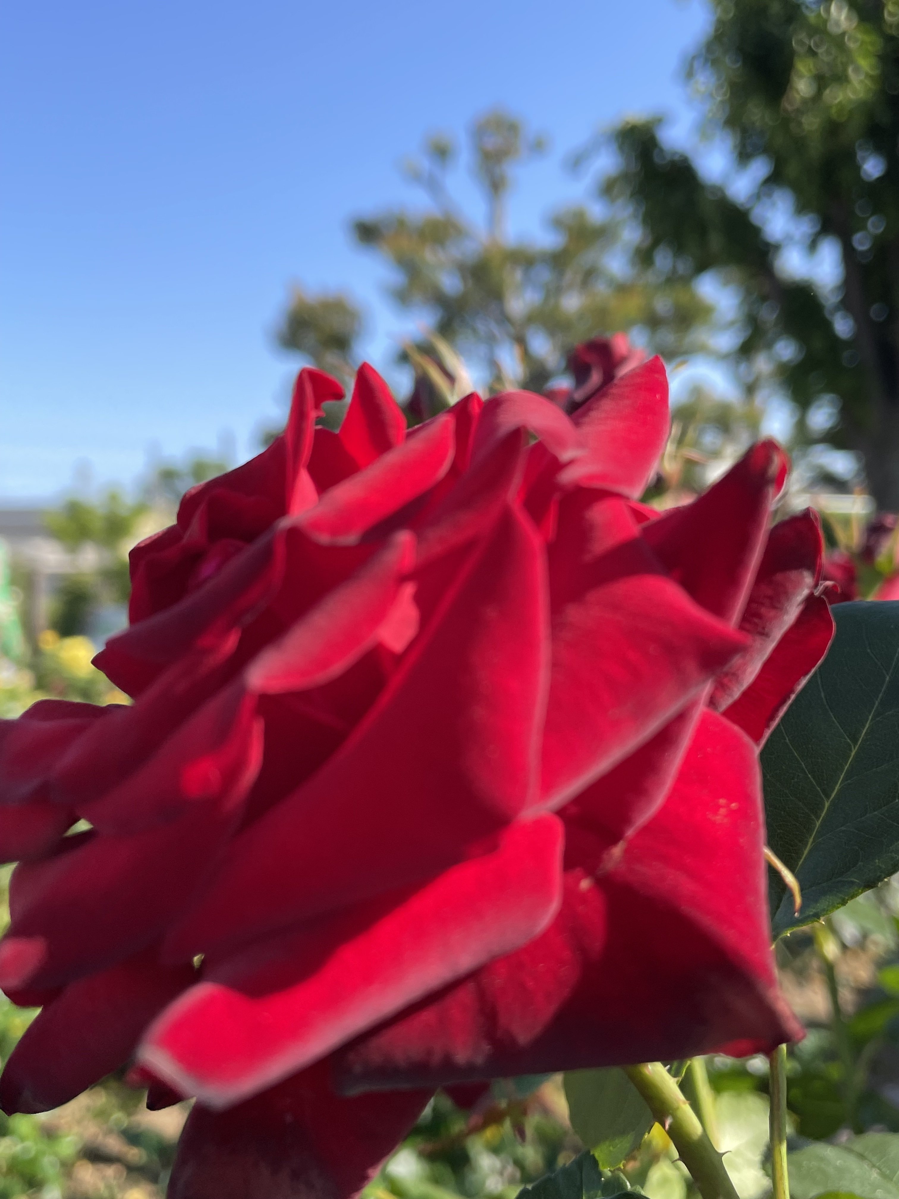 Rose4｜宮澤大輔医師ネット