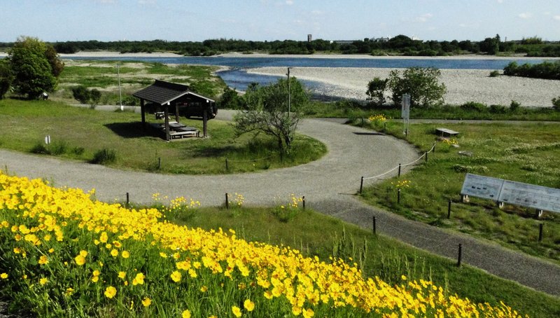 各務原大橋とオオキンケイギク｜HRSD-note