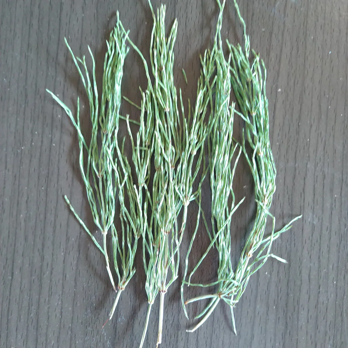 スギナの驚くべき効能｜Grace🌱エデン農園🌿薬膳教室