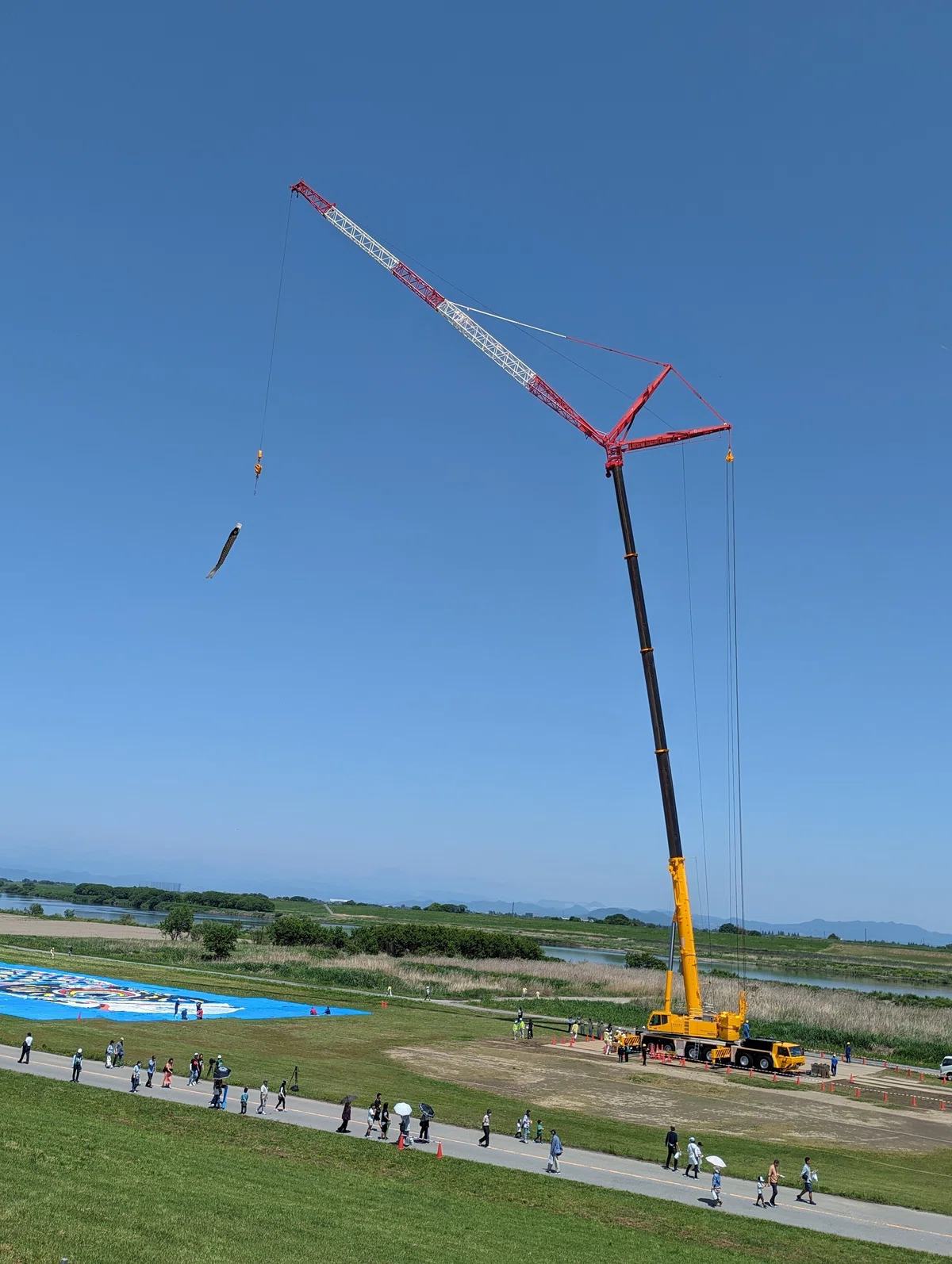 🎏利根川河川敷緑地公園 澄み切った青空の下で、気持ち良く遊泳するジャンボ鯉のぼり 埼玉県 加須市 『 Tone River Riverside ...