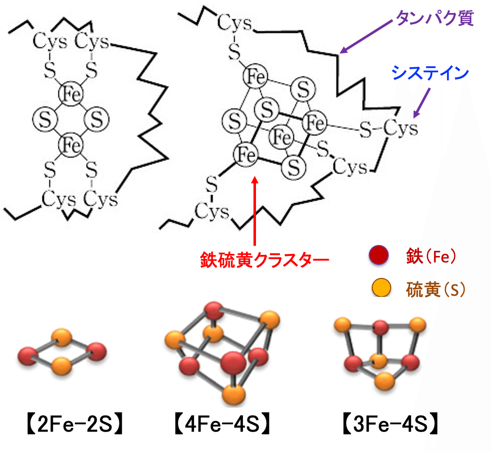 163）柑橘類の皮を食べると寿命が延びる？｜福田 一典｜銀座東京クリニック