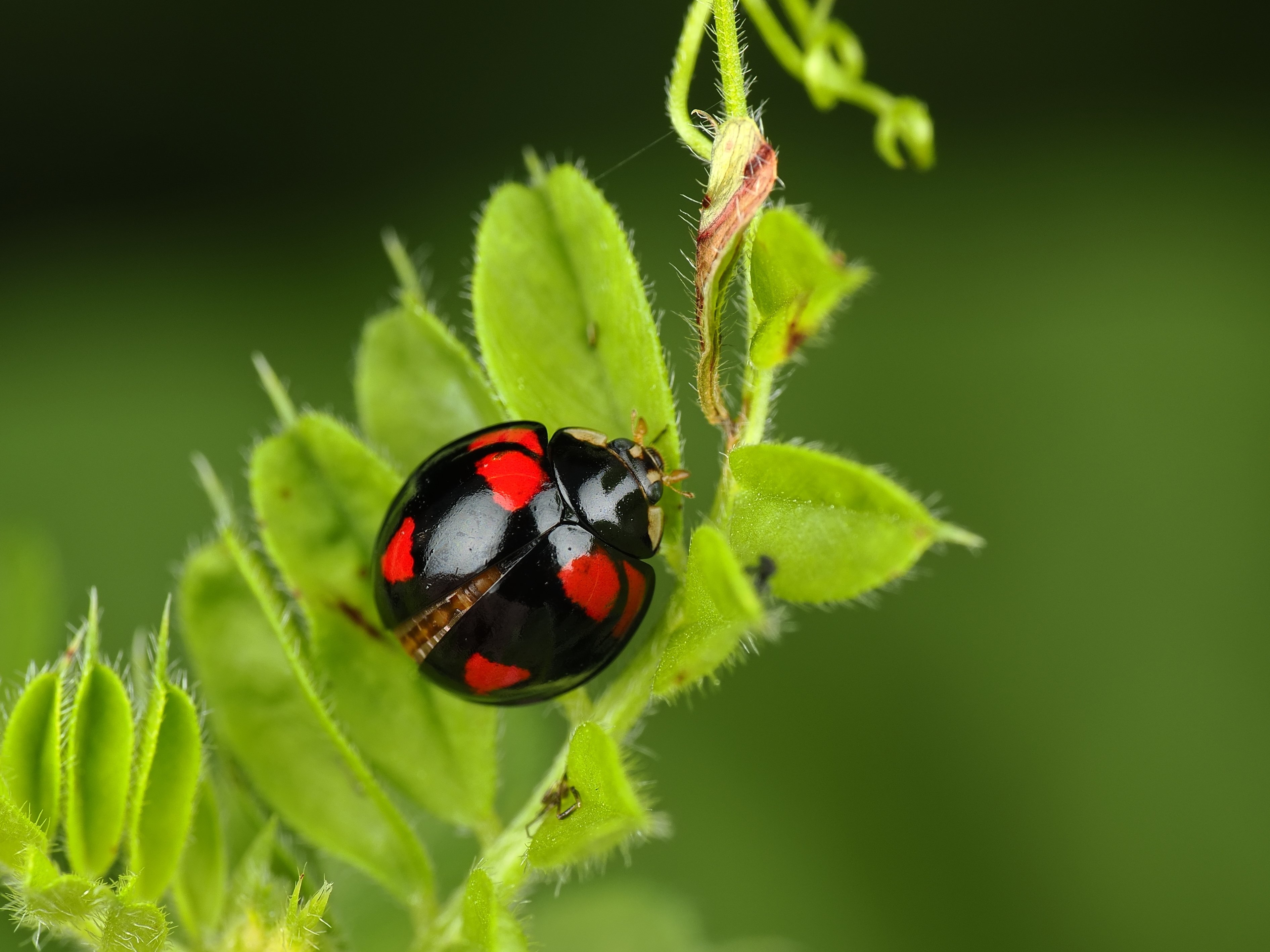 ダンダラテントウ｜Hirokazu Nakao