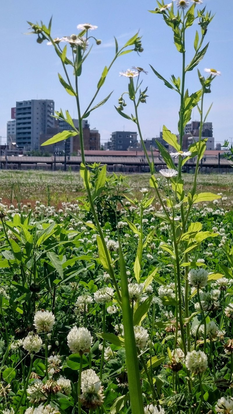 ヒメジョオン｜HRSD-note