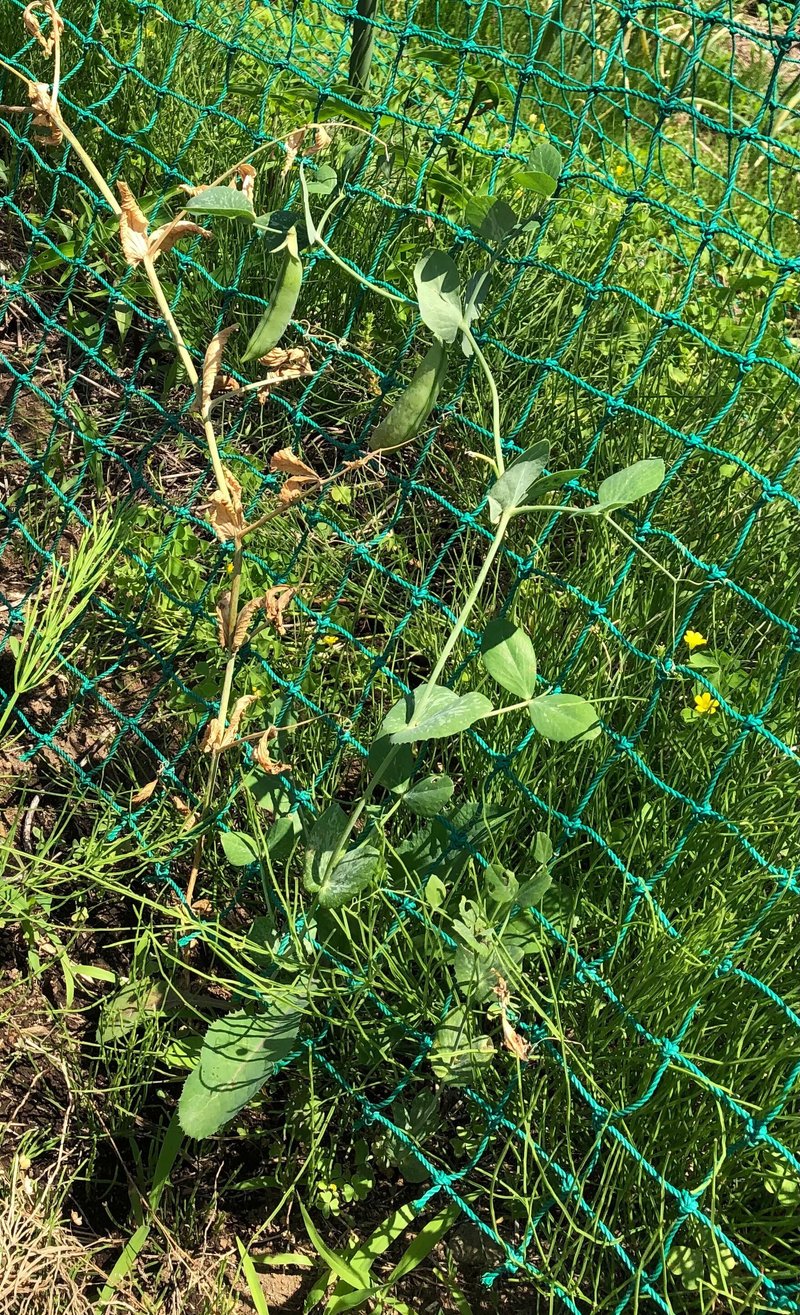 5月の畑 ｜mimoza 手作りキャンピングカー 旅と畑