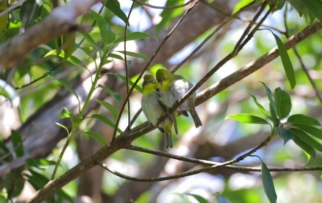 The Many Ways Wild Birds Raise Their Young | Aburayama Wild Bird Blog 7 ...