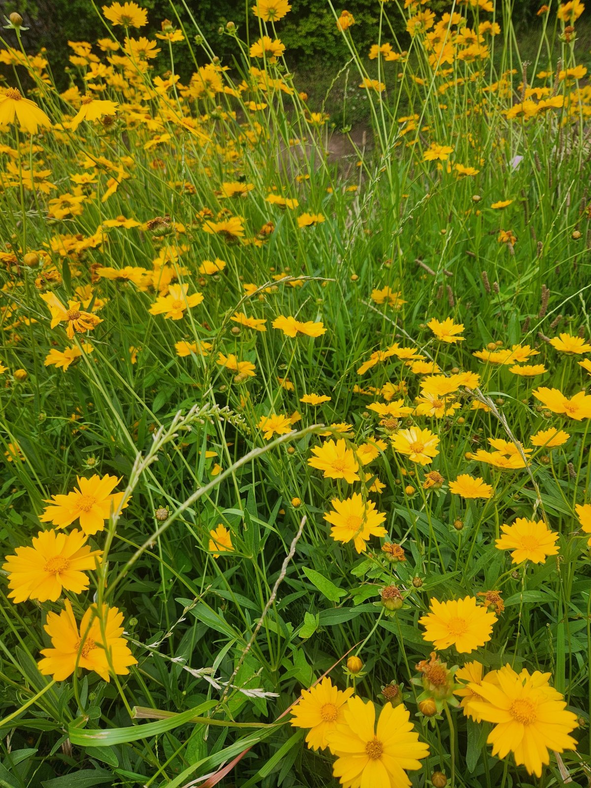 タブレ・ハーブ・サラダたち｜shironeko