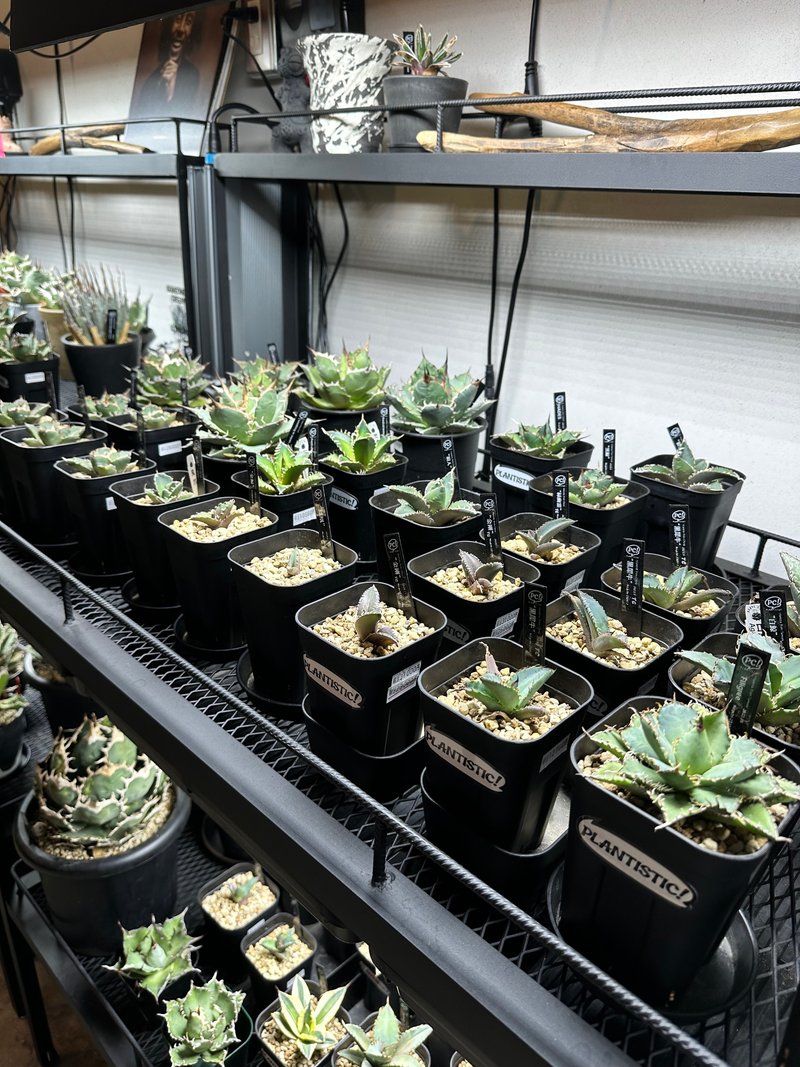 仙台のアガベ専門店『PLANTISTIC!』さんについて｜KONY