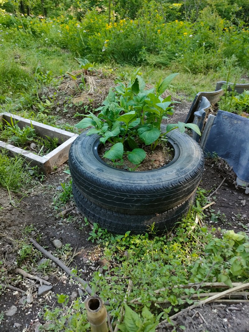 エディブルフォレストガーデン 食べられる森作り｜shanthi-usui