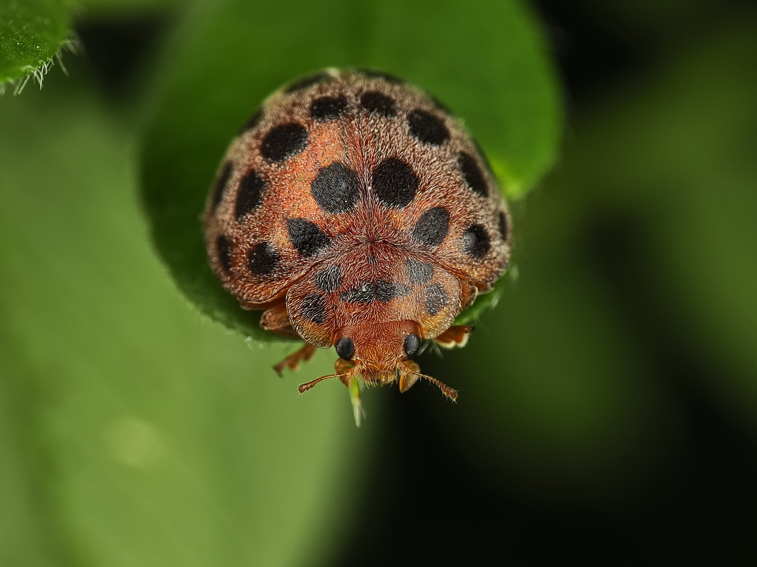 ニジュウヤホシテントウ｜Hirokazu Nakao