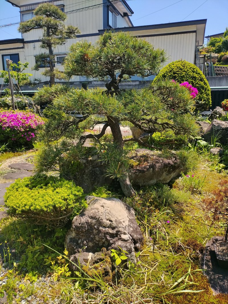 空き家再生3号＃8「シェアハウス雪吊り外し松の樹形を整える」｜akram