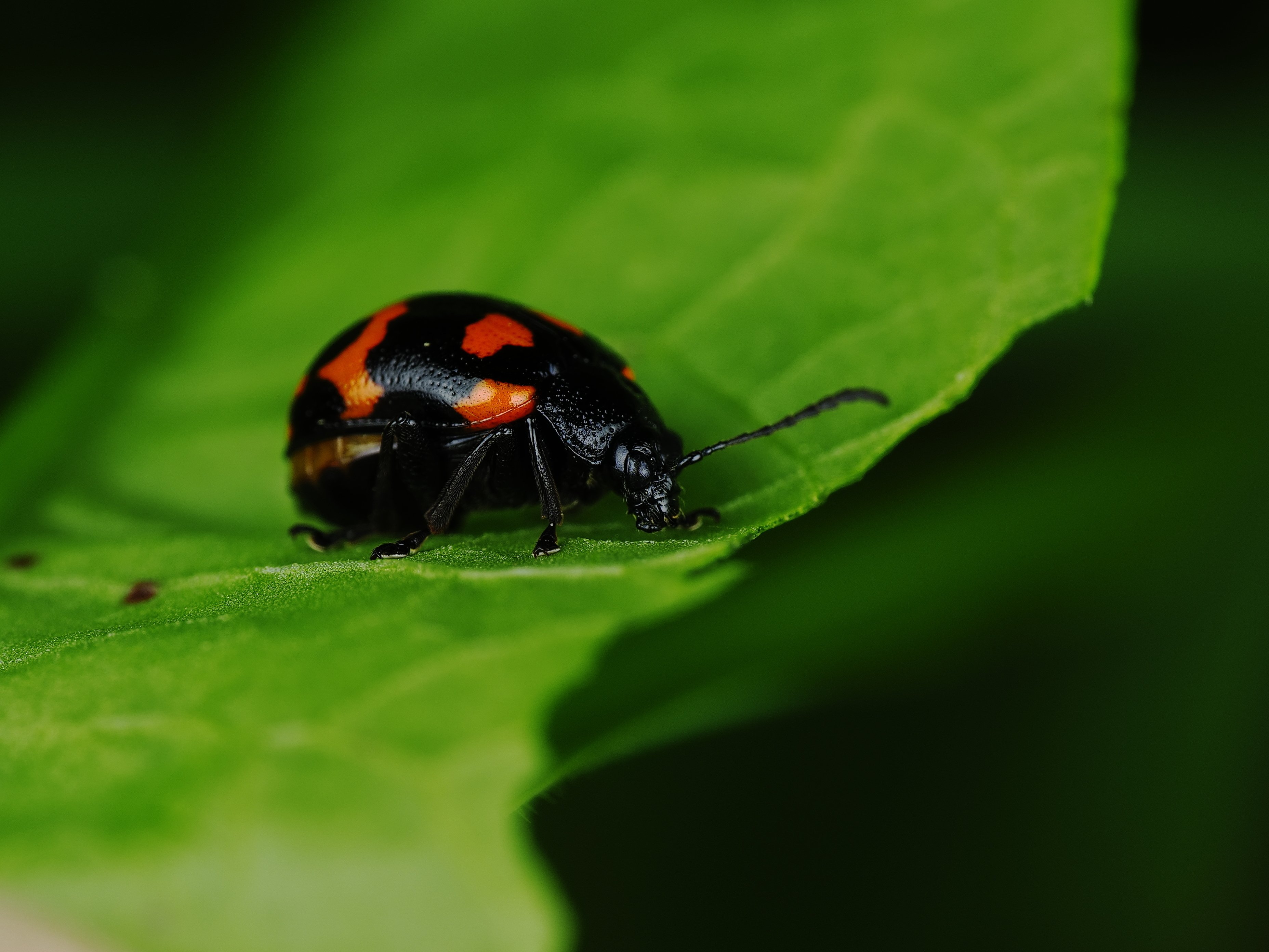 イタドリハムシ｜Hirokazu Nakao