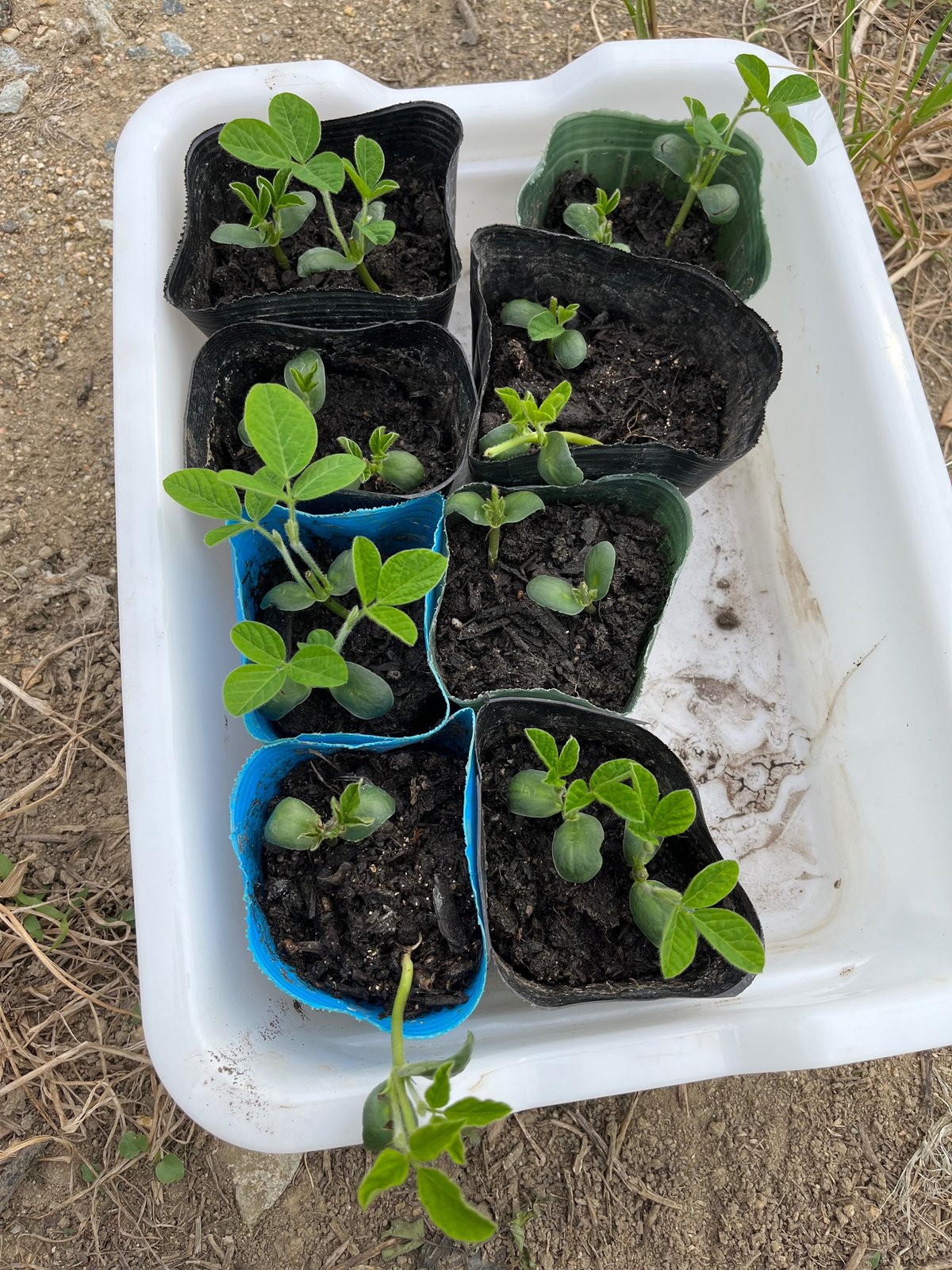 えだまめ定植と害獣よけの網設置｜ca-ptain@農ある暮らし