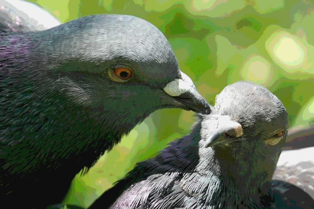 それっぽい鳥さんの画像をつくる方法に関する話｜東風谷Ch