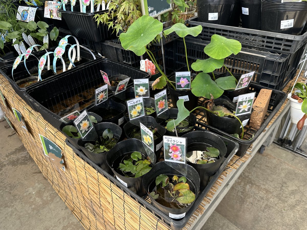 酒樽で睡蓮を育てよう(3)睡蓮を選ぶ｜NicePapa 平野 尚志