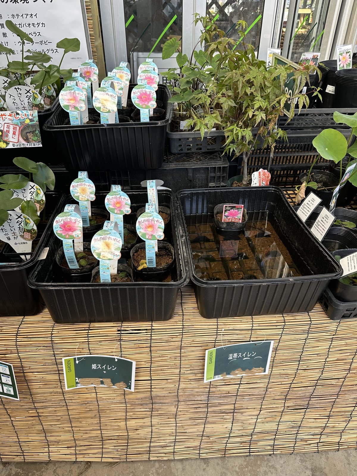 酒樽で睡蓮を育てよう(3)睡蓮を選ぶ｜NicePapa 平野 尚志